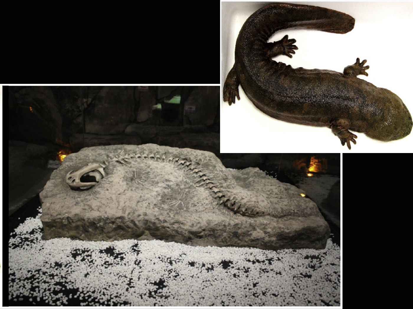 Salamander-Like Tetrapod Didn’t Live in the Cold | The Institute for ... Salamander-Like Tetrapod Didn’t Live in the Cold | The Institute for ...